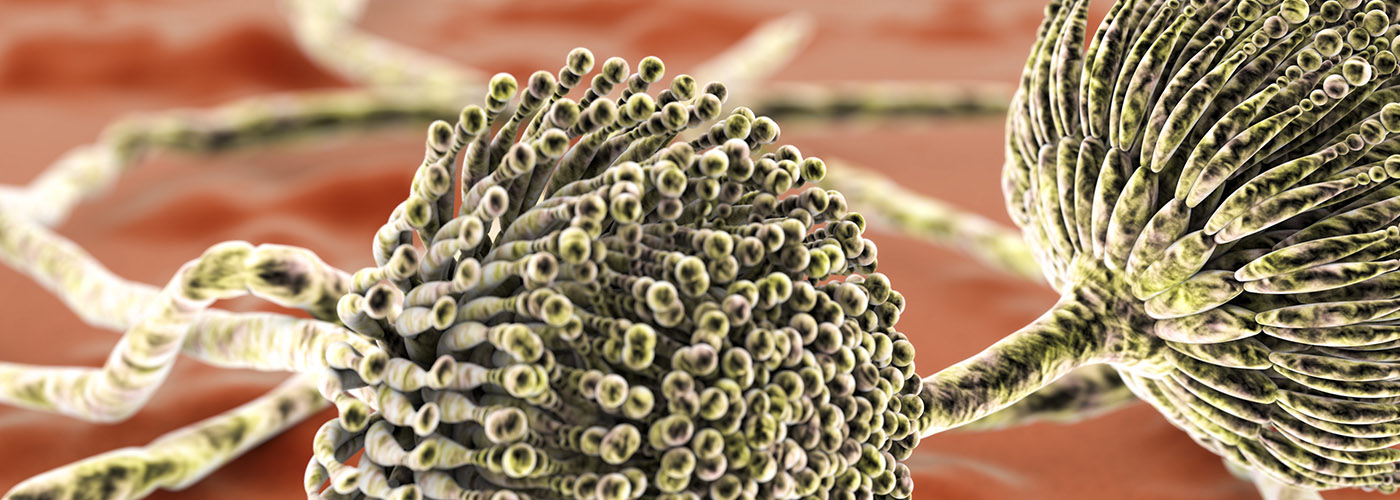 Fungal | The University of Manchester